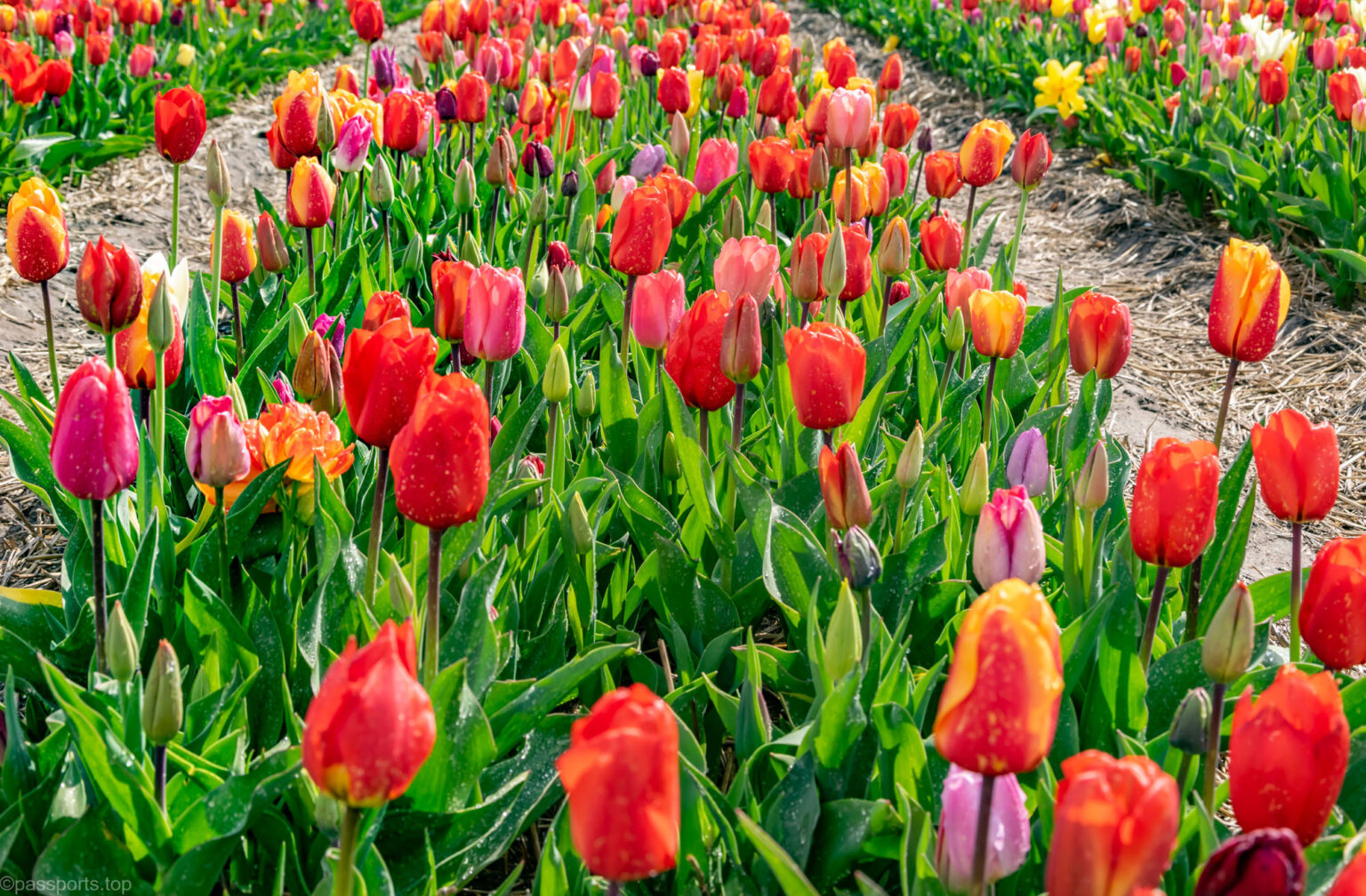 A Journey Through the Tulip Country - Top Passports