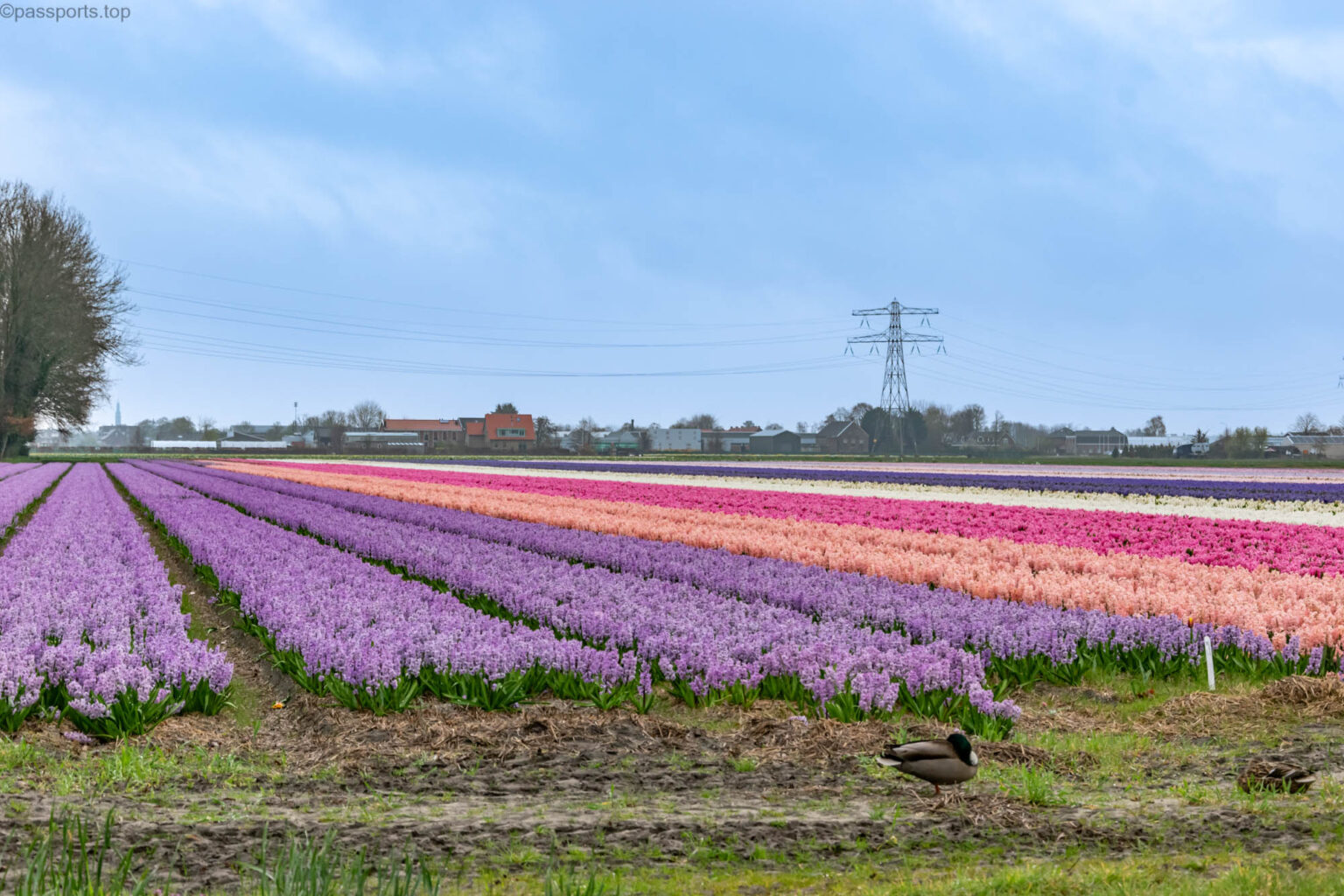 A Journey Through the Tulip Country - Top Passports