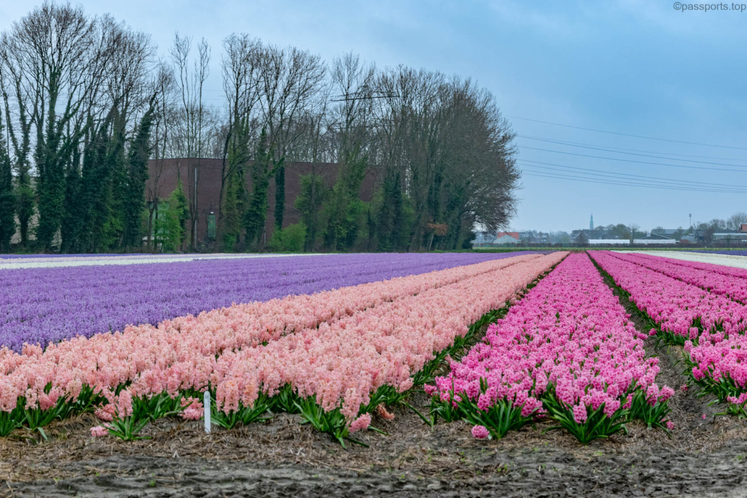 A Journey Through the Tulip Country - Top Passports