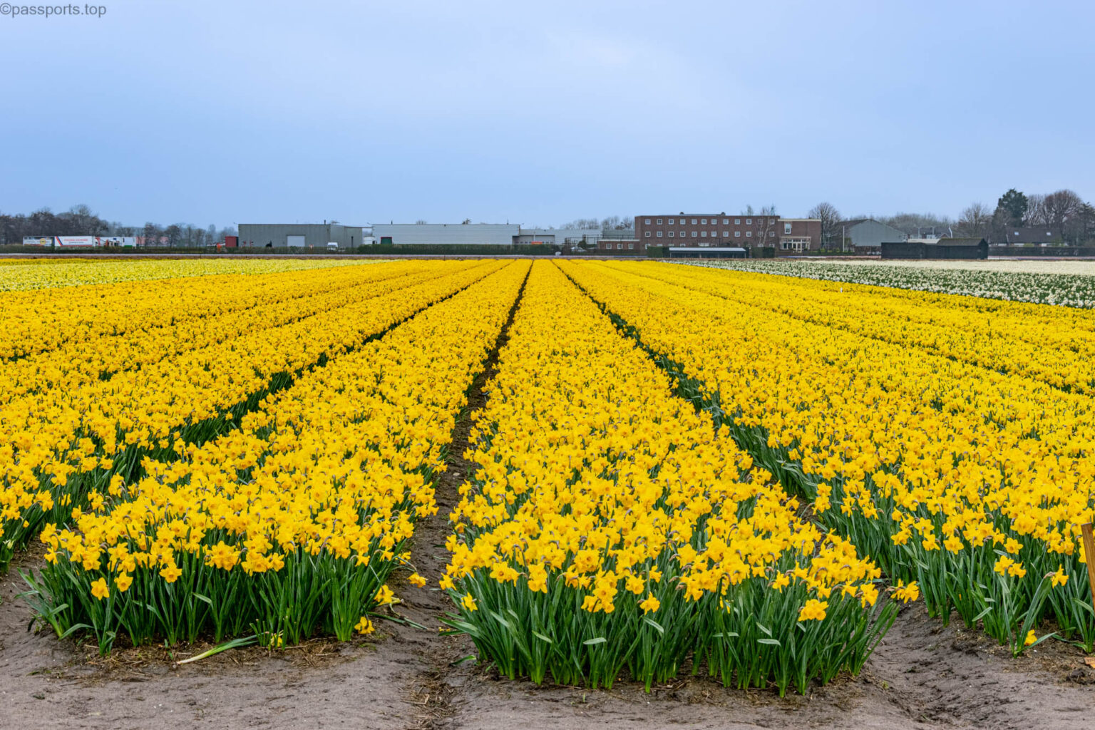 A Journey Through the Tulip Country - Top Passports