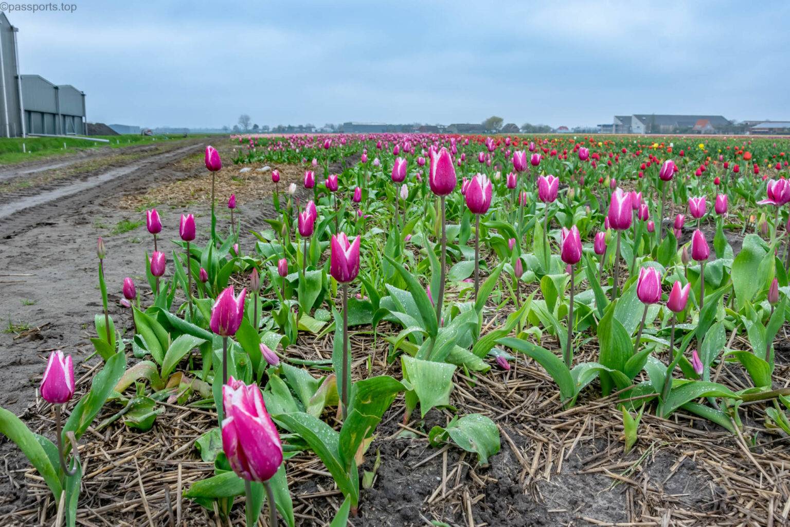 A Journey Through the Tulip Country - Top Passports