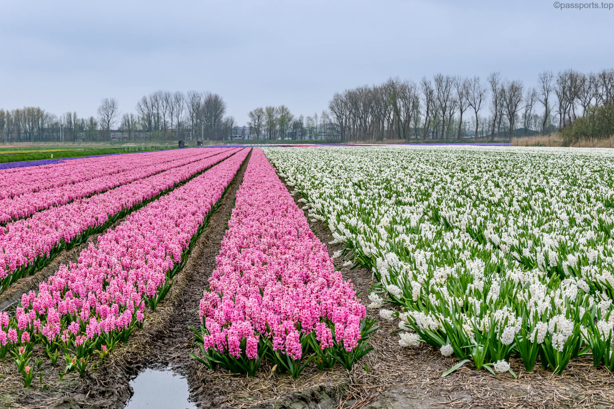 A Journey Through the Tulip Country - Top Passports