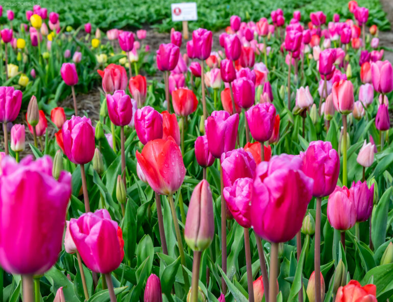 A Journey Through the Tulip Country - Top Passports