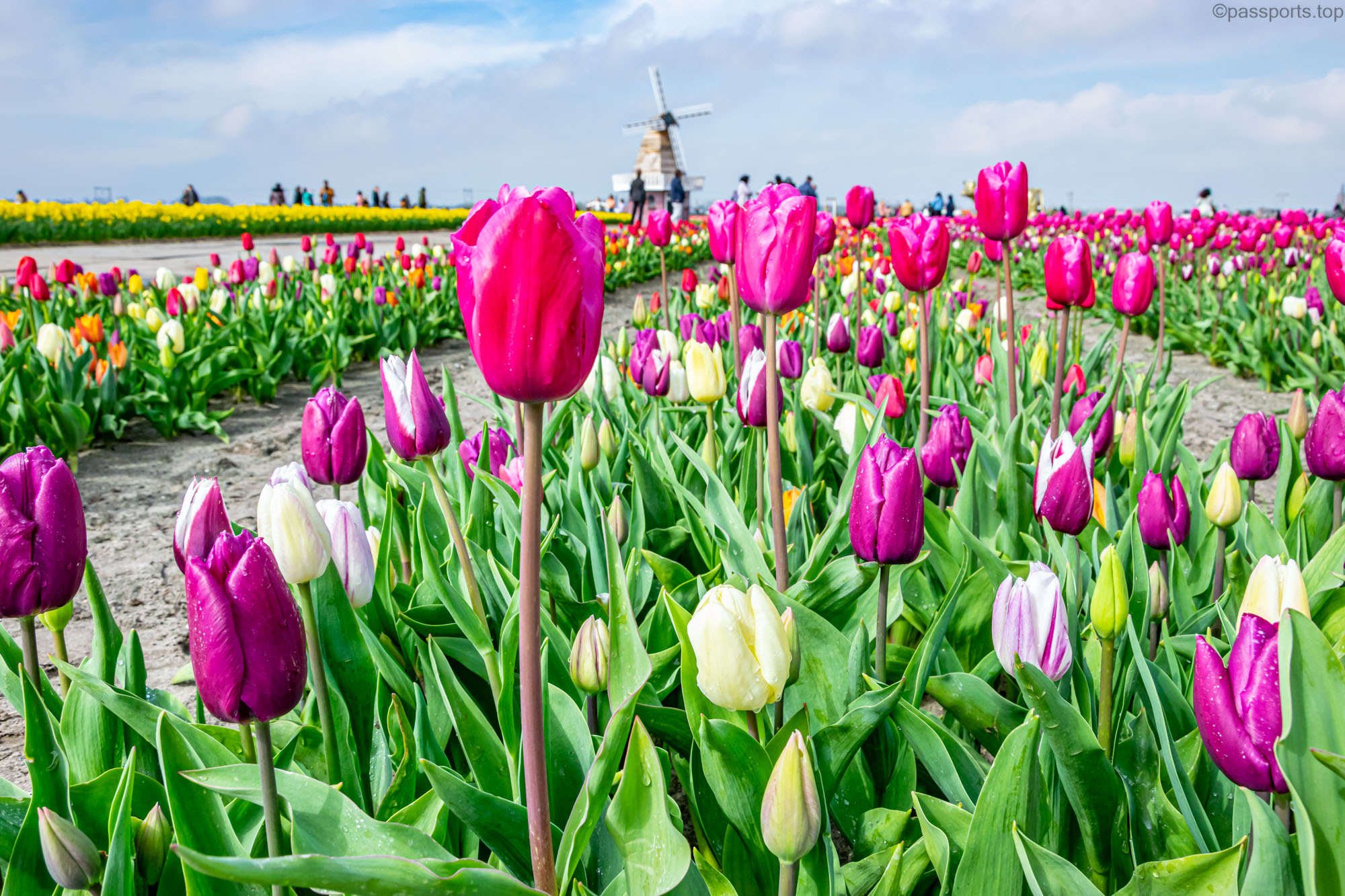 A Journey Through the Tulip Country - Top Passports