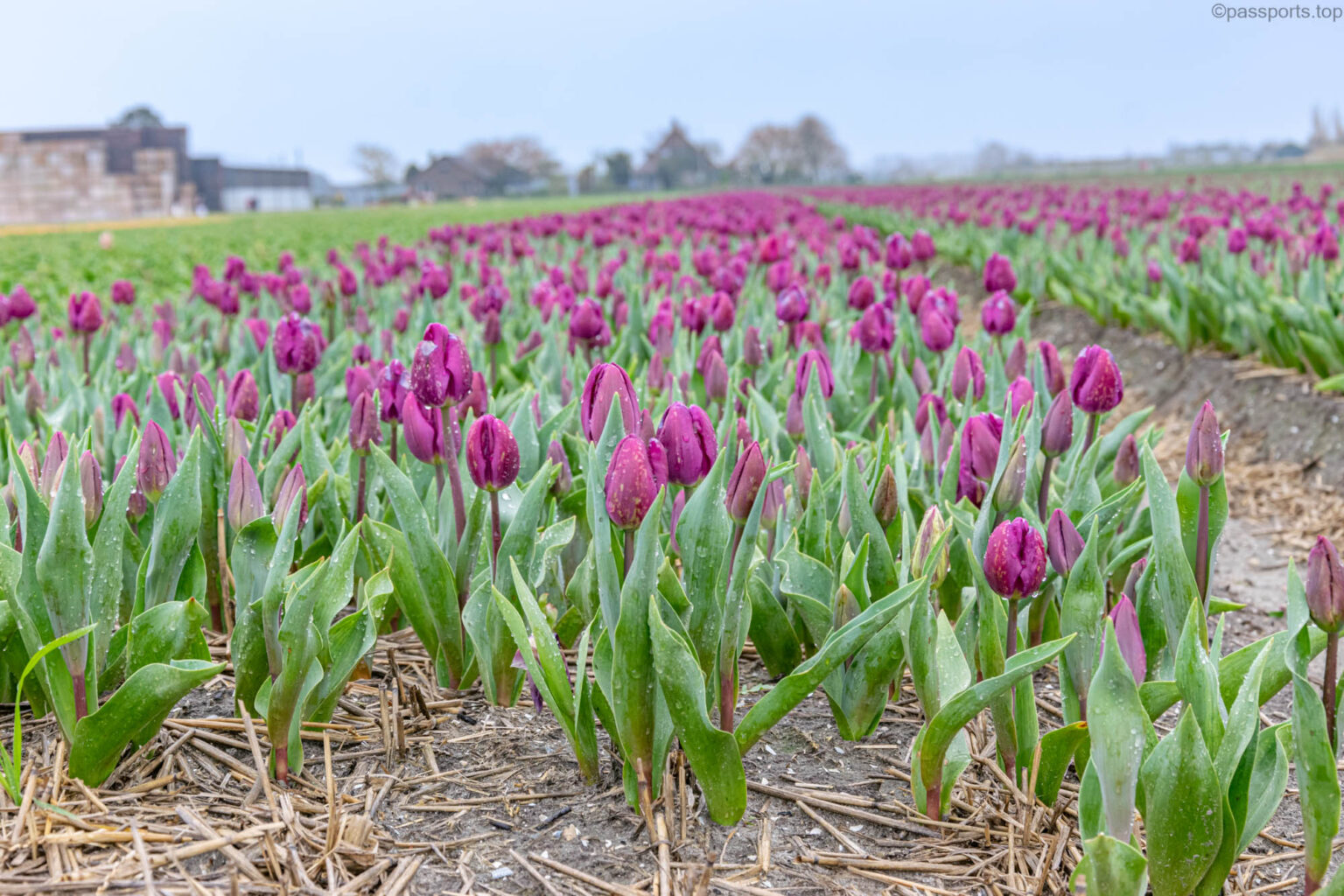 A Journey Through the Tulip Country - Top Passports