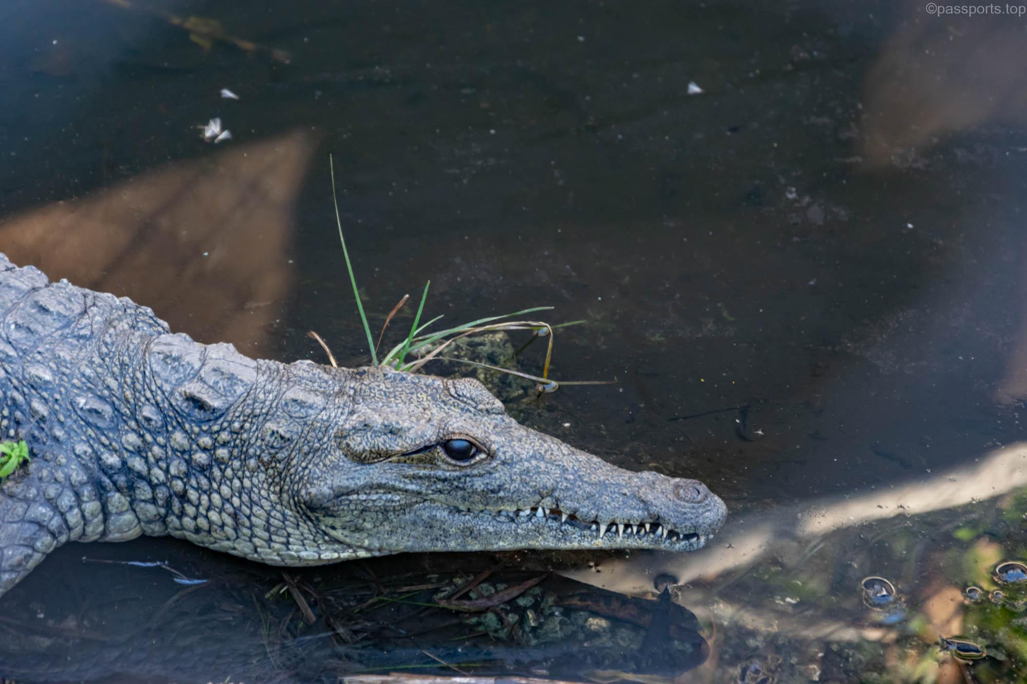 Parcul Național Everglades, Florida | Passports.top